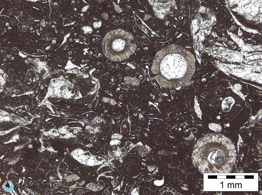 Exercise 1 - Carbonateworld