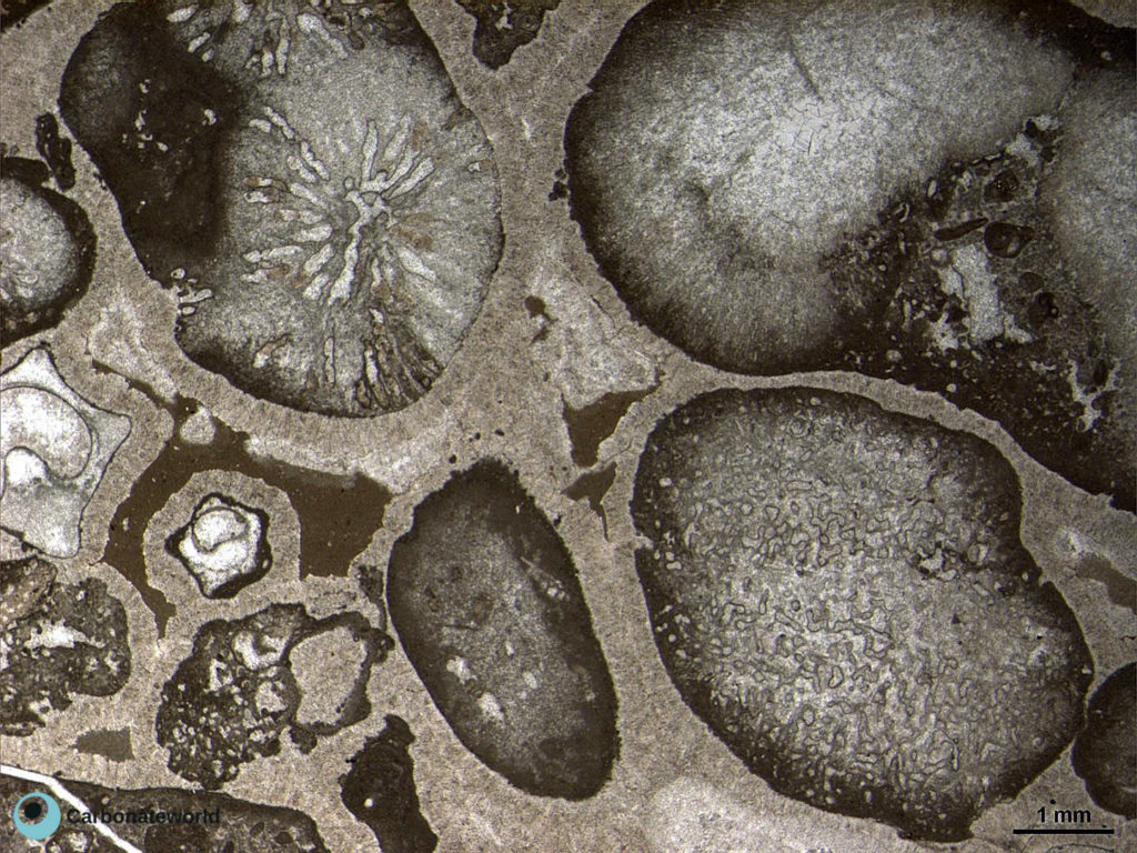 Exercise 2 - Carbonateworld