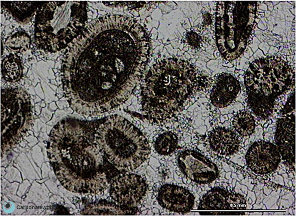 Exercise 1 - Carbonateworld