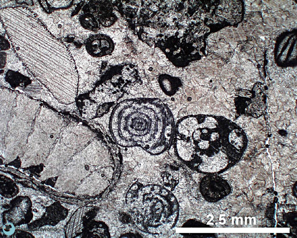 Exercise 10 - Carbonateworld